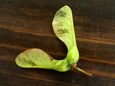 What plants need to grow and stay healthy KS1 | Y2 Science Lesson ...