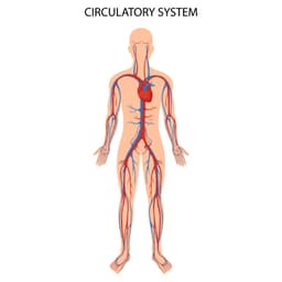 The human circulatory system Higher Edexcel KS4 | Y10 Biology Lesson ...