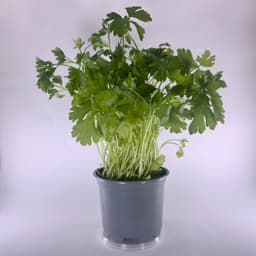 Heritable variation KS3 | Y9 Science Lesson Resources | Oak National ...