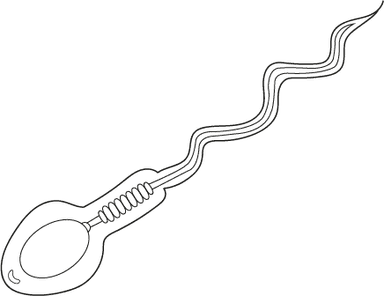Gestation and birth in humans KS3 | Y8 Science Lesson Resources | Oak ...