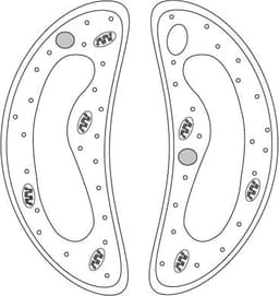 Meristem cells in plants Higher AQA KS4 | Y10 Biology Lesson Resources ...