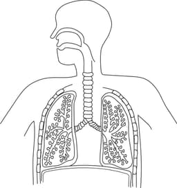 The human gas exchange system and breathing KS3 | Y9 Science Lesson ...