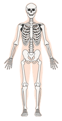 The human skeleton: protection KS2 | Y3 Science Lesson Resources | Oak ...