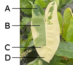 Adaptations of plants for photosynthesis: absorbing light KS3 | Y9 ...