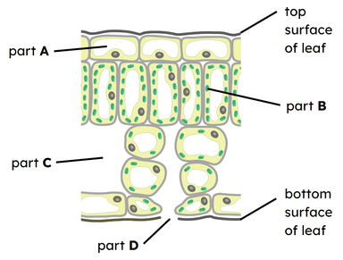 Adaptations of plants for photosynthesis: gas exchange and stomata KS3 ...