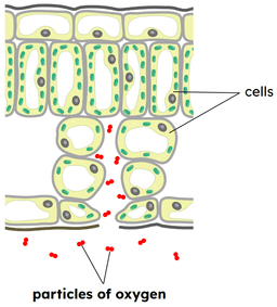 Adaptations of plants for photosynthesis: gas exchange and stomata KS3 ...