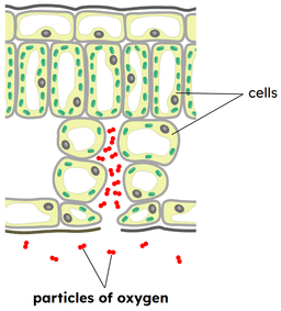 Adaptations of plants for photosynthesis: gas exchange and stomata KS3 ...