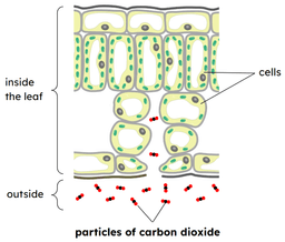 Diffusion and surface area to volume ratio Higher AQA KS4 | Y10 Biology ...