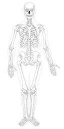 The human skeleton: protection KS2 | Y3 Science Lesson Resources | Oak ...