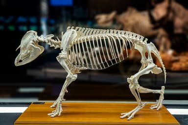 Lesson: Animal skeletons | KS2 Science | Oak National Academy