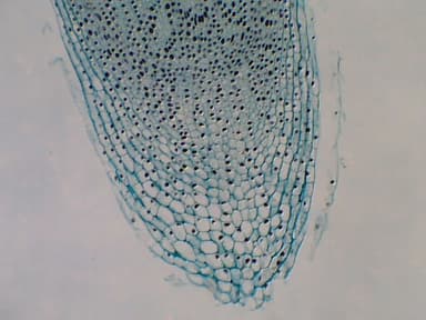 Preparing and observing a microscope slide KS3 | Y7 Science Lesson ...