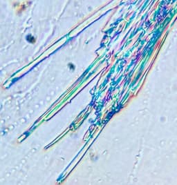 Grouping micro-organisms KS2 | Y6 Science Lesson Resources | Oak ...