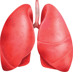 Function of the heart KS2 | Y6 Science Lesson Resources | Oak National ...