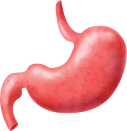 The human digestive system KS2 | Y4 Science Lesson Resources | Oak ...