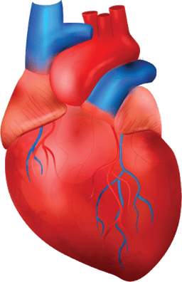 Function of the heart KS2 | Y6 Science Lesson Resources | Oak National ...