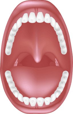 Types of teeth KS2 | Y4 Science Lesson Resources | Oak National Academy