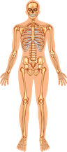Lesson: The human skeleton: support | KS2 Science | Oak National Academy