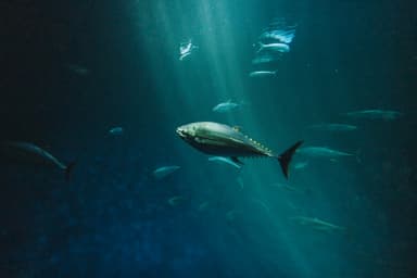 Introduction to food chains KS1 | Y2 Science Lesson Resources | Oak ...