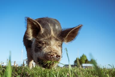 Living things and movement KS1 | Y2 Science Lesson Resources | Oak ...