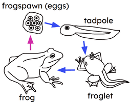 Reproduction and inheritance KS3 | Y8 Science Lesson Resources | Oak ...