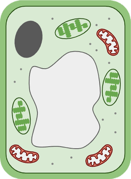 Cells Foundation AQA KS4 | Y10 Biology Lesson Resources | Oak National ...