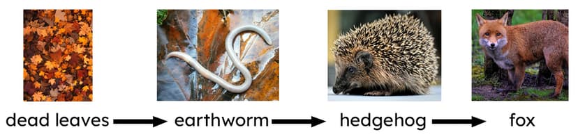 Food chains KS3 | Y7 Science Lesson Resources | Oak National Academy