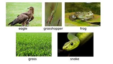 Food chains KS3 | Y7 Science Lesson Resources | Oak National Academy