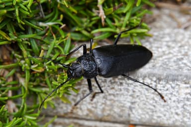 Lesson: Insects (non-statutory) | KS2 Science | Oak National Academy