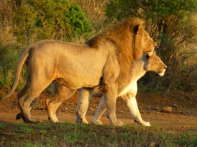 Lesson: Comparing the life cycles of mammals and birds | KS2 Science ...