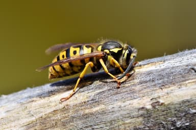 Lesson: Insects (non-statutory) | KS2 Science | Oak National Academy