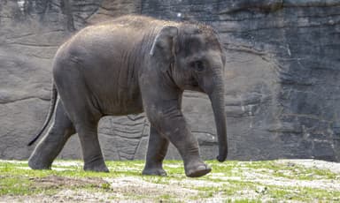 What animals eat KS1 | Y1 Science Lesson Resources | Oak National Academy