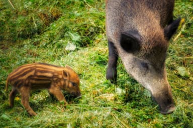 Lesson: Animal gestation periods | KS2 Science | Oak National Academy