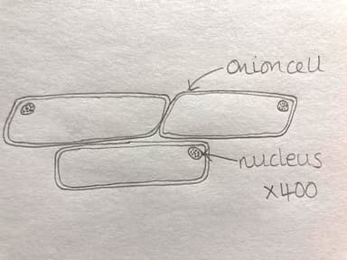 Preparing and observing a microscope slide KS3 | Y7 Science Lesson ...