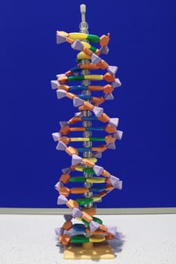 The discovery of the structure of DNA KS3 | Y7 Science Lesson Resources ...