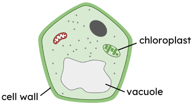 Plant cell structures and their functions KS3 | Y7 Science Lesson Resources | Oak National Academy