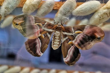 Insect life cycles KS2 | Y5 Science Lesson Resources | Oak National Academy