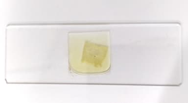Preparing and observing a microscope slide KS3 | Y7 Science Lesson ...