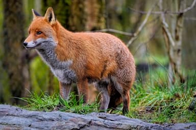 Alive, dead and never alive KS1 | Y2 Science Lesson Resources | Oak ...