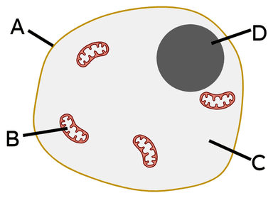 Plant cell structures and their functions KS3 | Y7 Science Lesson ...