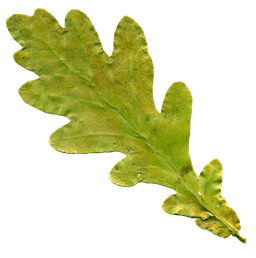 Opaque, transparent and translucent KS2 | Y3 Science Lesson Resources ...