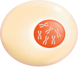 A model of the structure of DNA KS3 | Y7 Science Lesson Resources | Oak ...