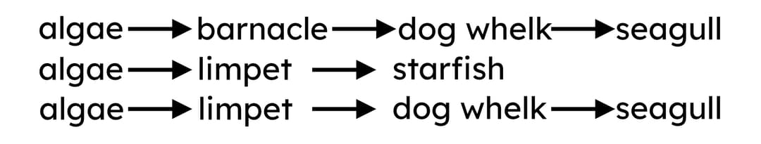Food webs KS3 | Y7 Science Lesson Resources | Oak National Academy
