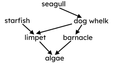 Food webs KS3 | Y7 Science Lesson Resources | Oak National Academy