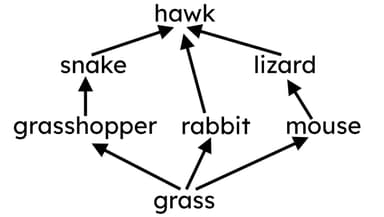 Interdependence within ecosystems KS3 | Y8 Science Lesson Resources ...