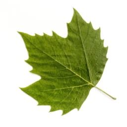 Lesson: The function of leaves | KS2 Science | Oak National Academy