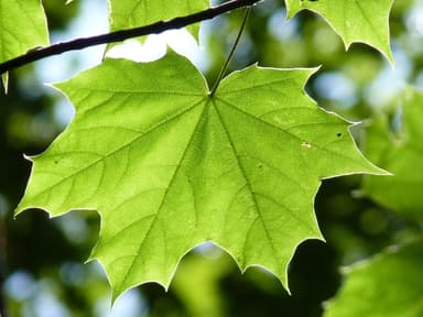 Plant adaptations KS2 | Y6 Science Lesson Resources | Oak National Academy