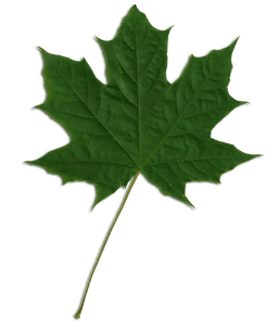 Deciduous and evergreen trees KS1 | Y1 Science Lesson Resources | Oak ...