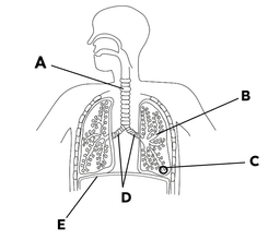 Adaptations of the human lungs for gas exchange KS3 | Y9 Science Lesson ...
