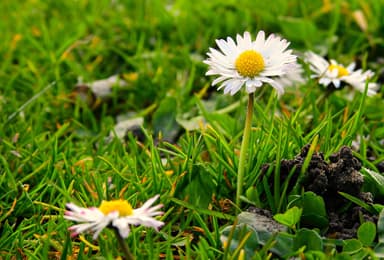 Humans are animals KS1 | Y1 Science Lesson Resources | Oak National Academy