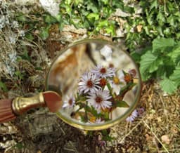 Wildflowers KS1 | Y1 Science Lesson Resources | Oak National Academy